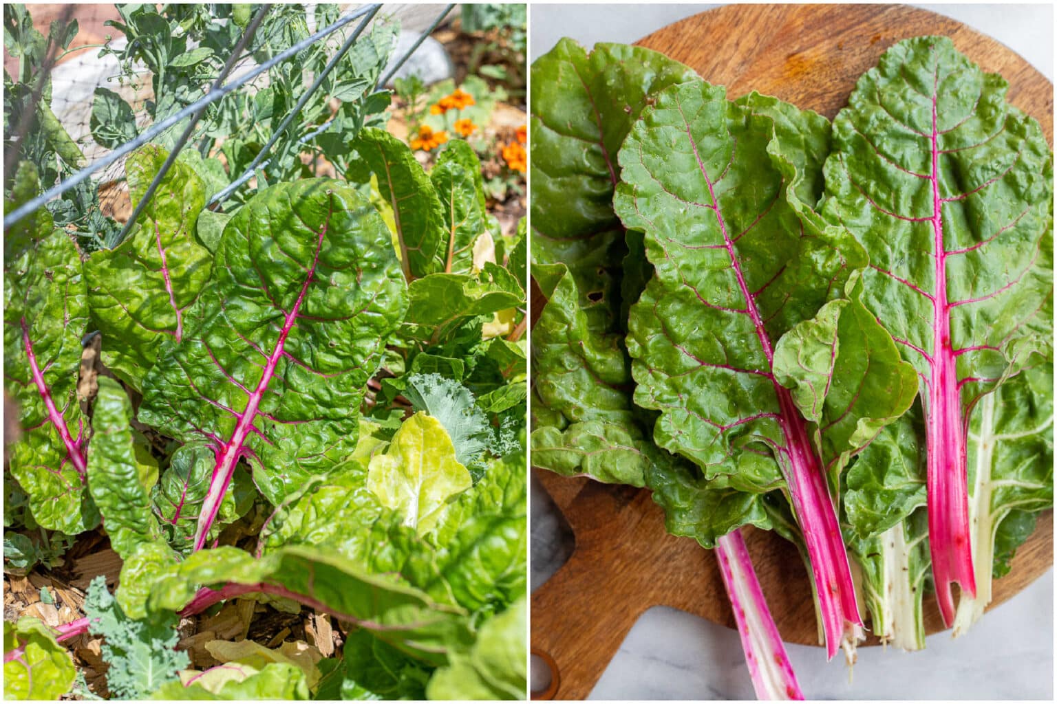 Easy Sauted Swiss Chard - She Likes Food